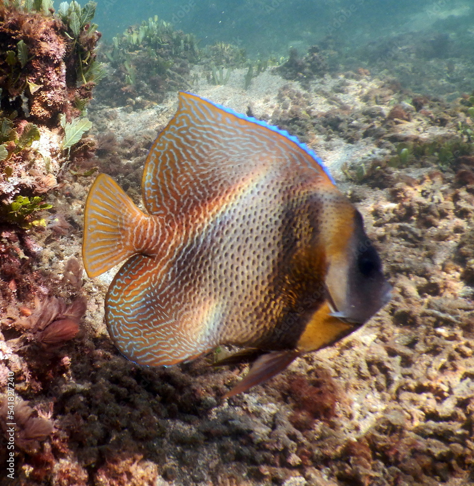 Costa Rica Pacific Sea life Stock Photo | Adobe Stock