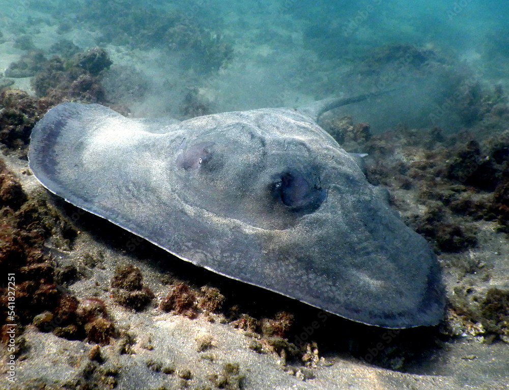 Costa Rica Pacific Sea life Stock Photo | Adobe Stock