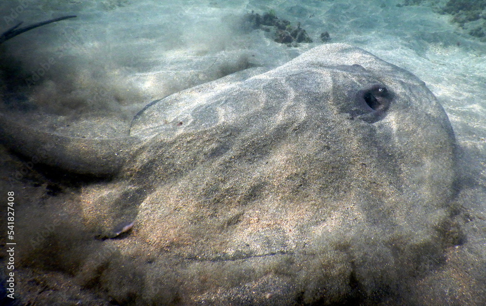 Costa Rica Pacific Sea life Stock Photo | Adobe Stock