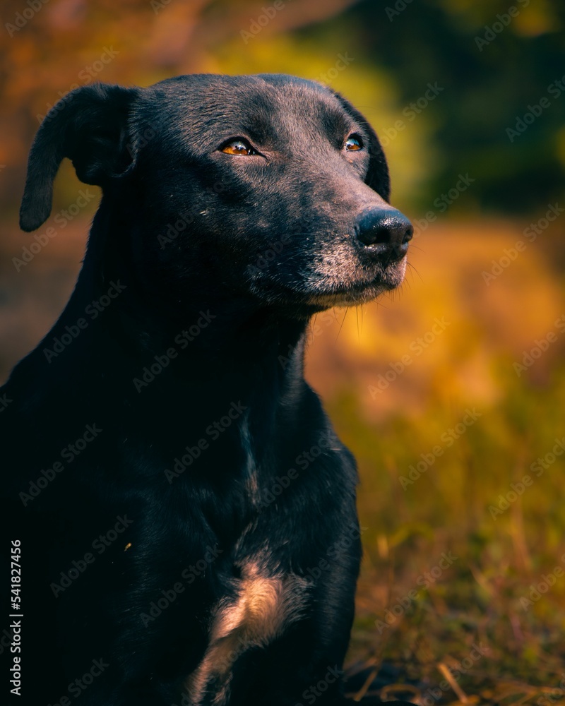 Closeup shot of a black dog squinting on a sunny day, in the park ...