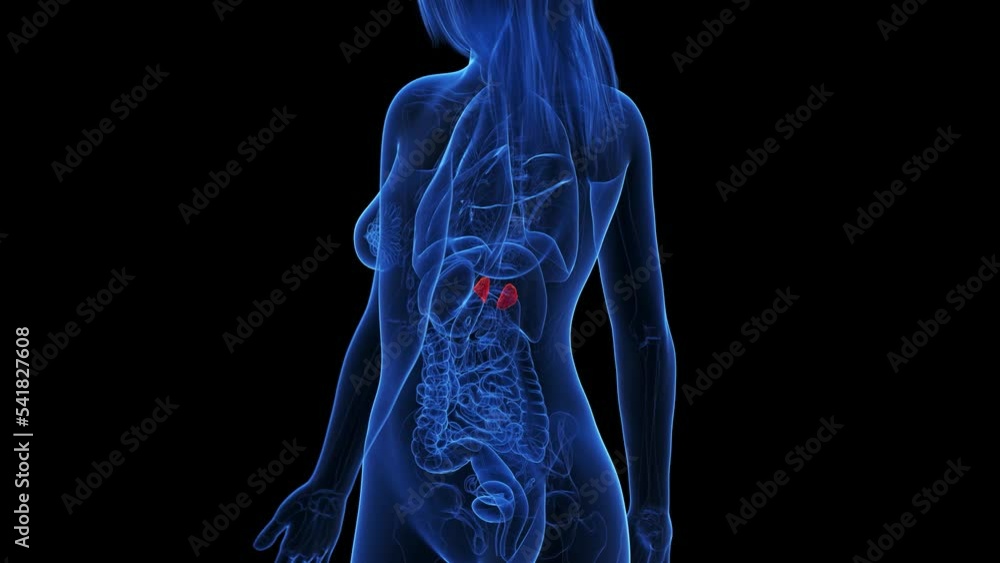 3d rendered medical animation of inflamed adrenal glands Stock Video ...