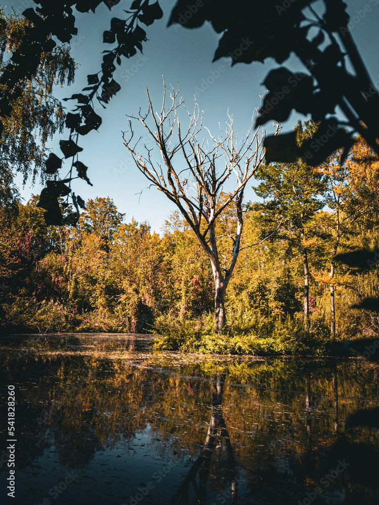 autumn trees reflected in water Stock Photo | Adobe Stock