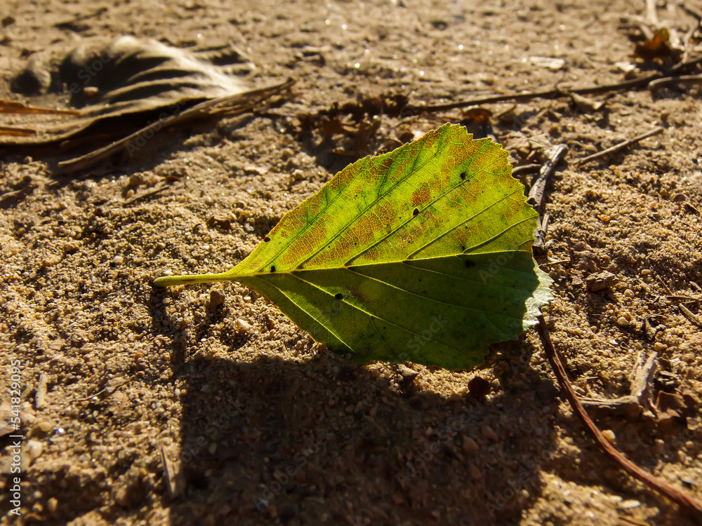 A very nice closeup of a fallen green leaf. Stock Photo | Adobe Stock