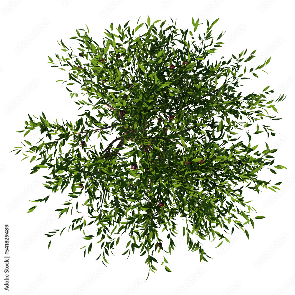 Top view of Plant (Prunus persica Peach trees 1) Tree png Stock ...