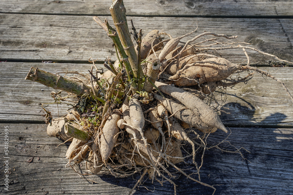 Dahlia Root