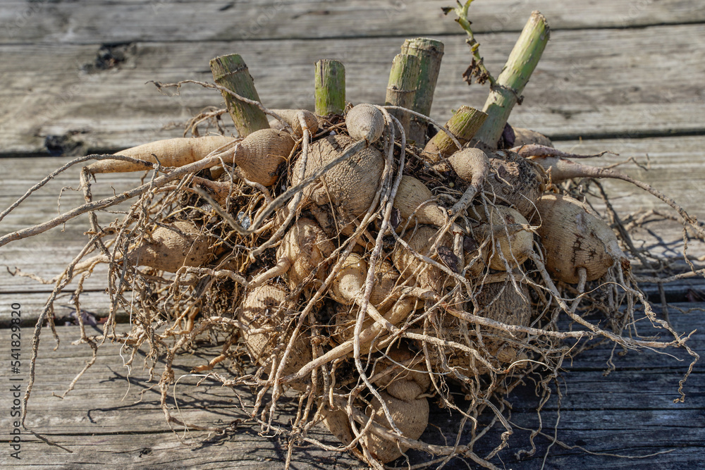Large clump of dahlia tubers laying on a wood table. Roots are still ...