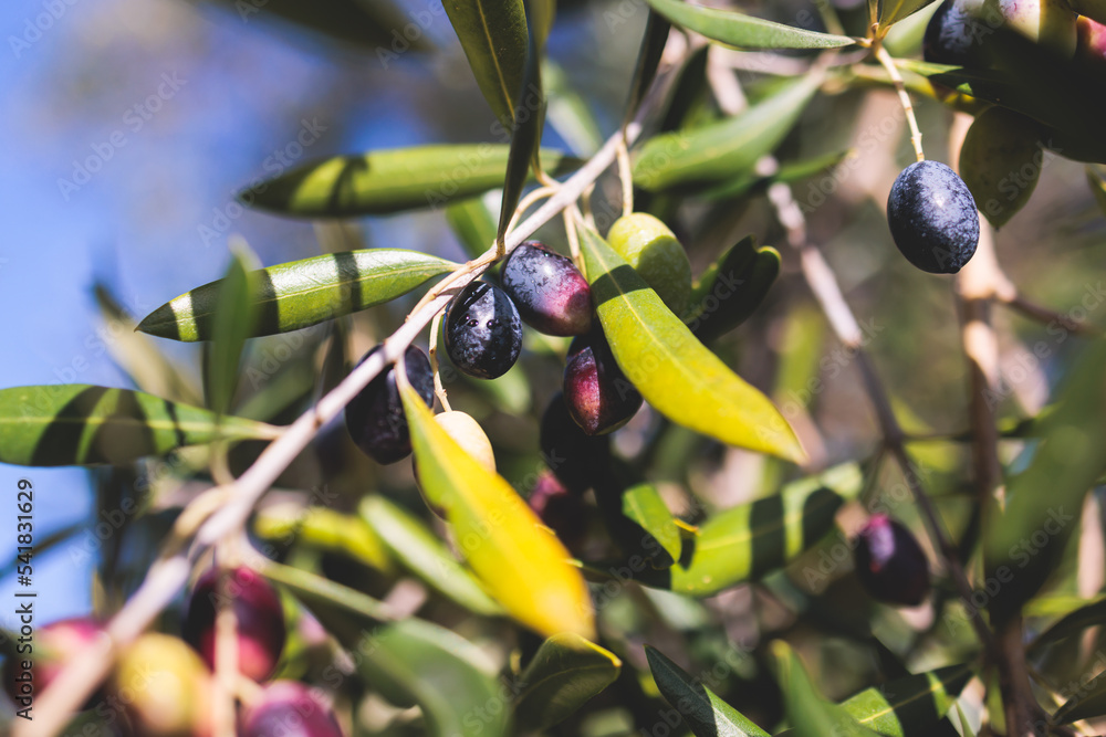 Olives growing on olive tree grove, close up macro view, branch of ripe ...