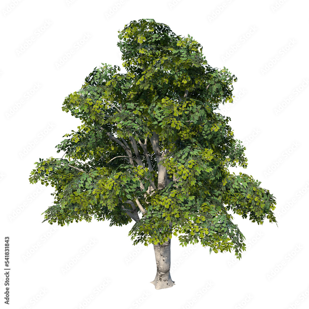 Front view of Tree (Birch Tree Abedules 1) Plant png Stock Illustration ...