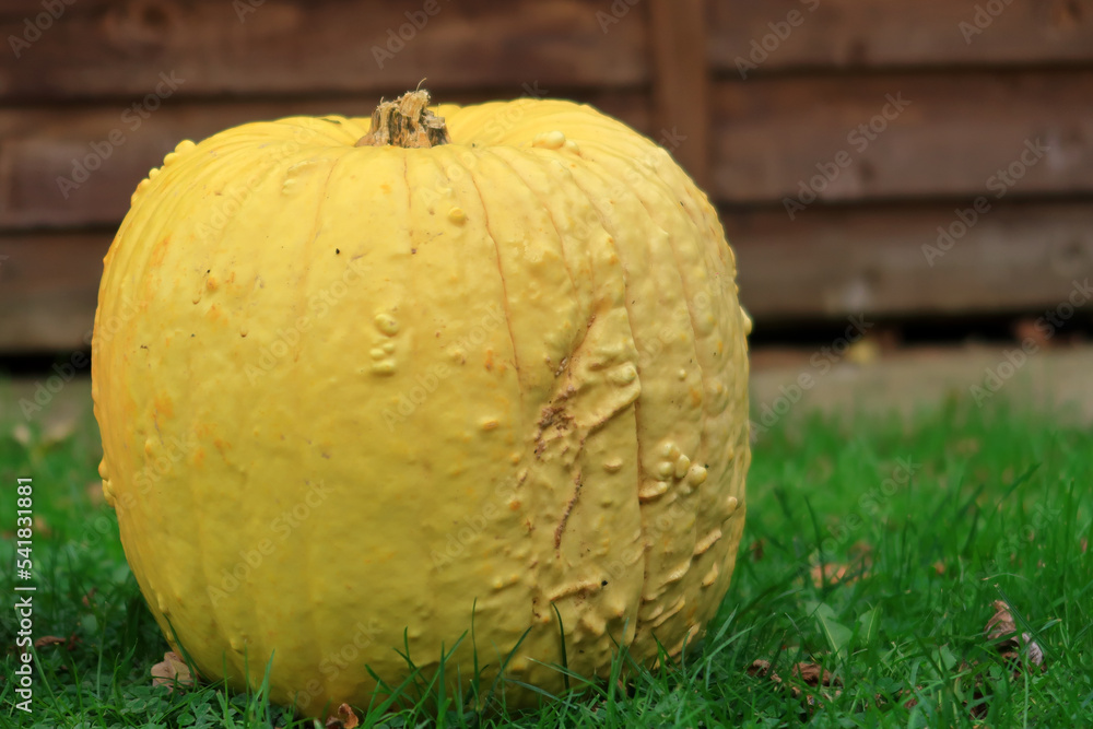 Warty Pumpkin to illustrate the concept of Halloween Stock Photo ...
