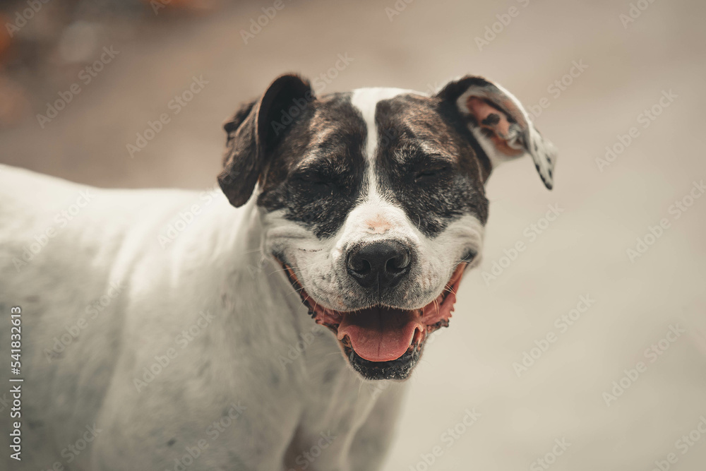 retrato de un perro feliz sonriendo Stock Photo | Adobe Stock