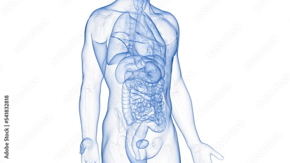 3d rendered medical animation of a small intestine tumor Stock Video ...