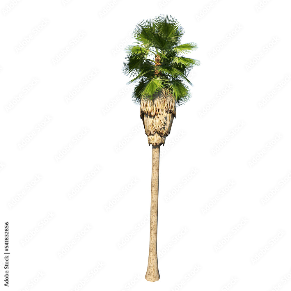 Front view of Plant (generic palm tree 3) Tree png Stock Photo | Adobe ...