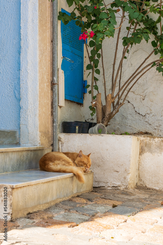 Cat sleeping during the dayat the porch of traditional house in Sidi ...