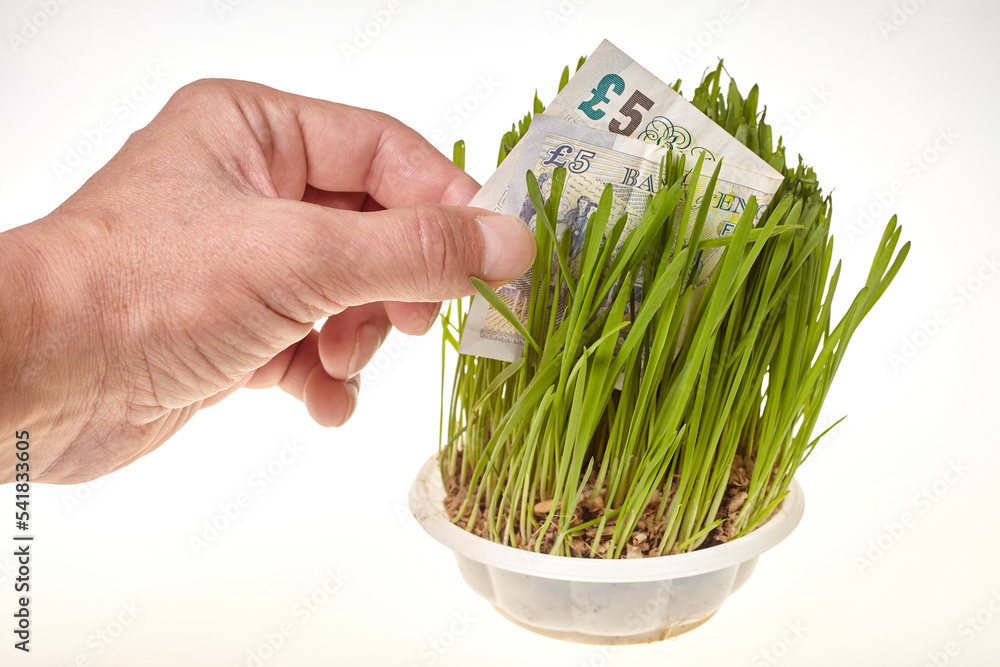 Fresh grass and money allocated on white Stock Photo | Adobe Stock