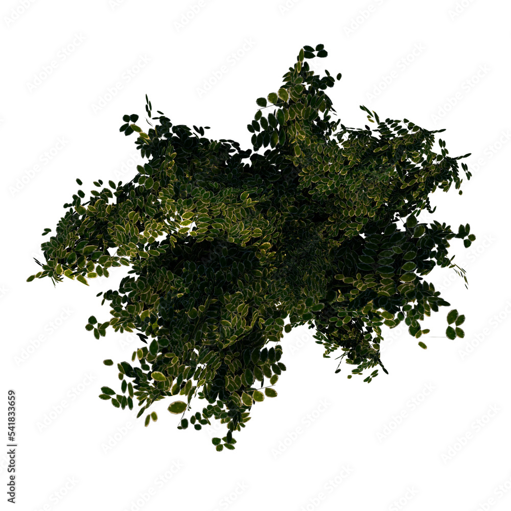 Top view of Plant (bush) Tree png Stock Photo | Adobe Stock