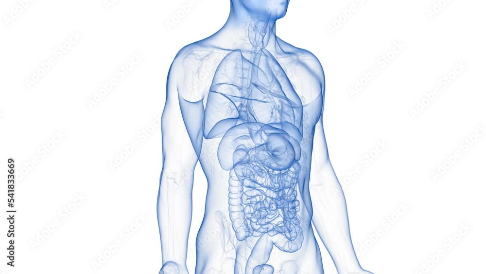3d rendered medical animation of a liver tumor Stock Video | Adobe Stock