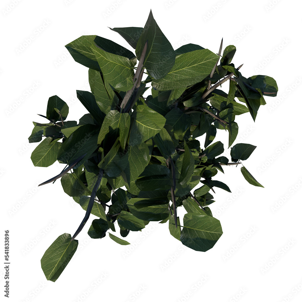 Top view of Plant (Potted Vase with Indoor Plant 11) Tree png Stock ...