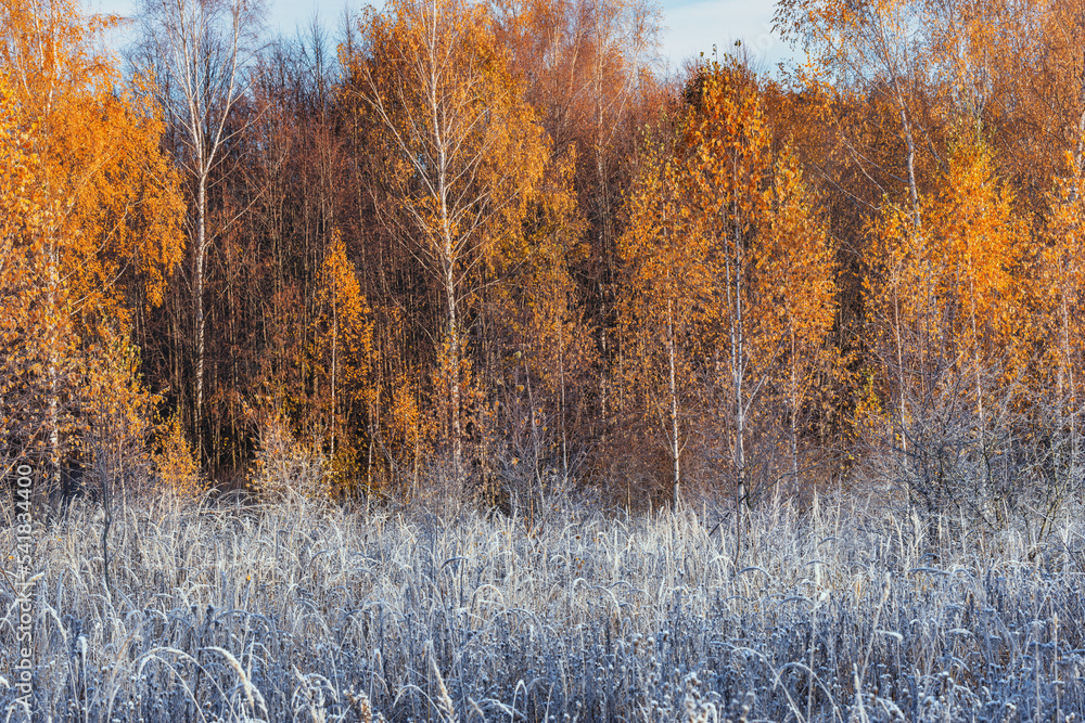 Meadow by the forest at autumn morning. Stock Photo | Adobe Stock