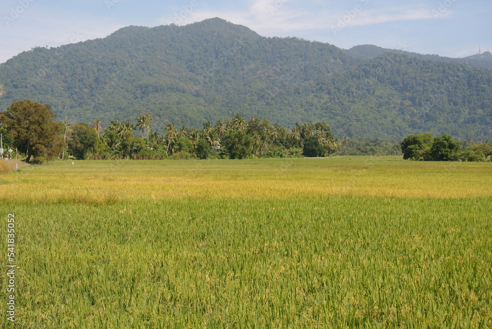 Rice field of paddy field in Malaysia. Paddy is yellowish and ready to ...