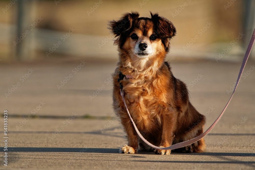 Closeup of a cute, brown and golden Papillon dog sitting on the ground ...