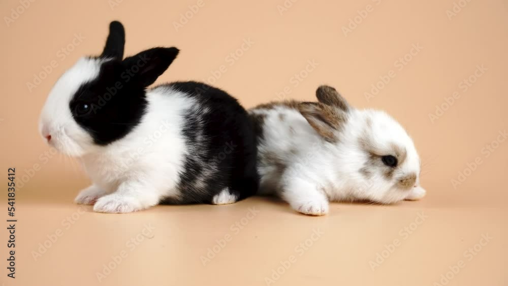 Two healthy family baby rabbits bunny sitting playful together on ...