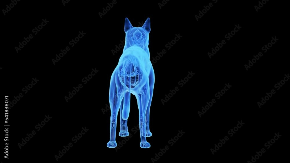 3d rendered medical animation of a dogs skeleton Stock Video | Adobe Stock
