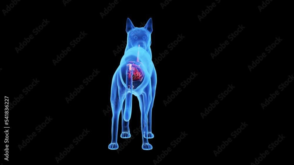 3d rendered medical animation of a dogs internal organs Stock Video ...