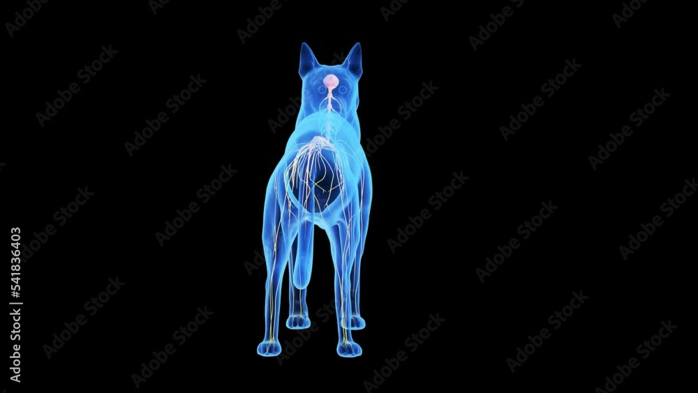 3d rendered medical animation of a dogs nervous system Stock ビデオ ...