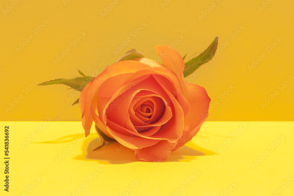 rose Stock Photo | Adobe Stock