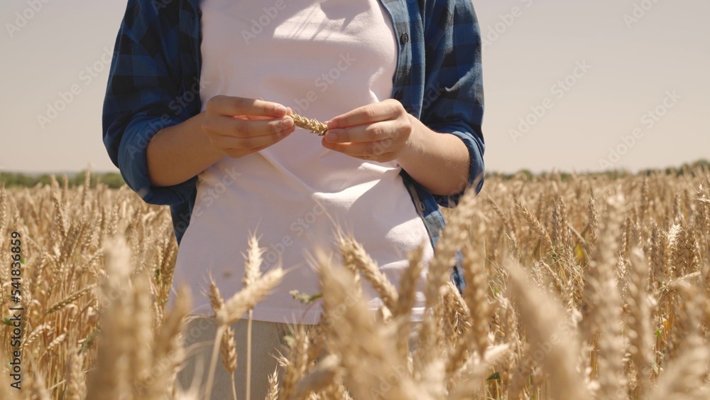 Hand Harvesting The Fields