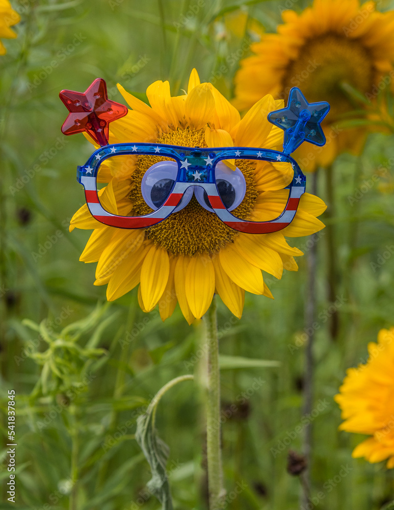 Happy Fourth of July Patriotic sunflower Stock Photo | Adobe Stock