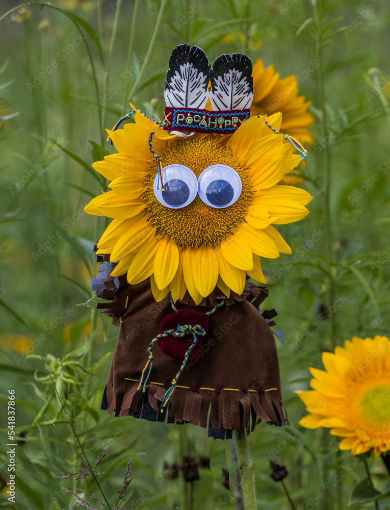 Native American sun flower Stock Photo | Adobe Stock