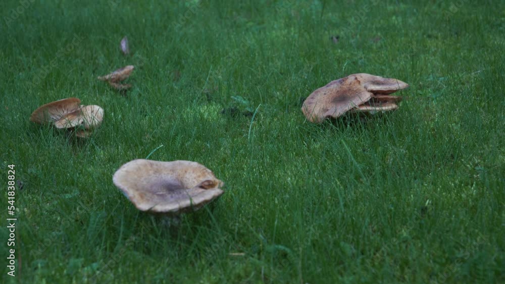Vidéo Stock Poisonous mushrooms in the lawn. One of the nuisance fungi ...