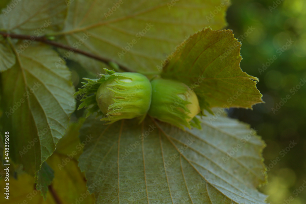 Unripe hazelnuts growing on tree outdoors, closeup Stock 写真 | Adobe Stock