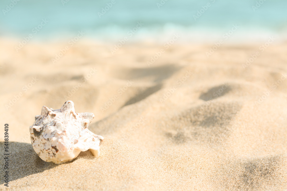 Beautiful seashell on sandy beach near sea, closeup. Space for text ...