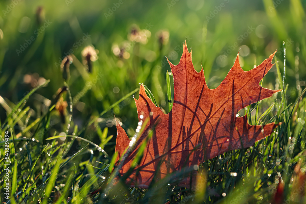 Beautiful fallen leaf among green grass outdoors on sunny autumn day ...