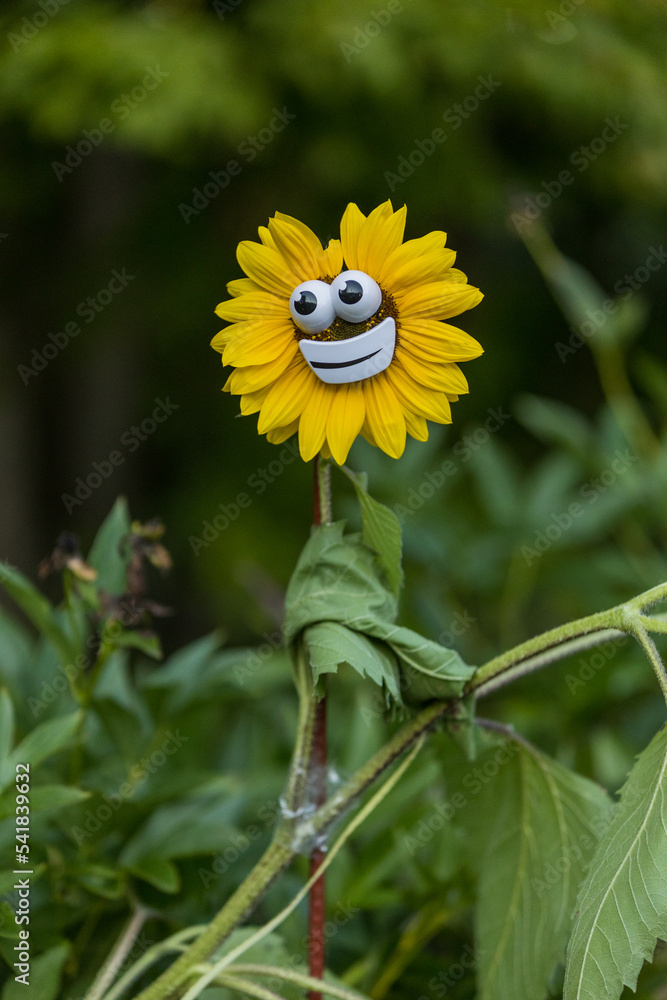sunflower smiling face Stock Photo | Adobe Stock