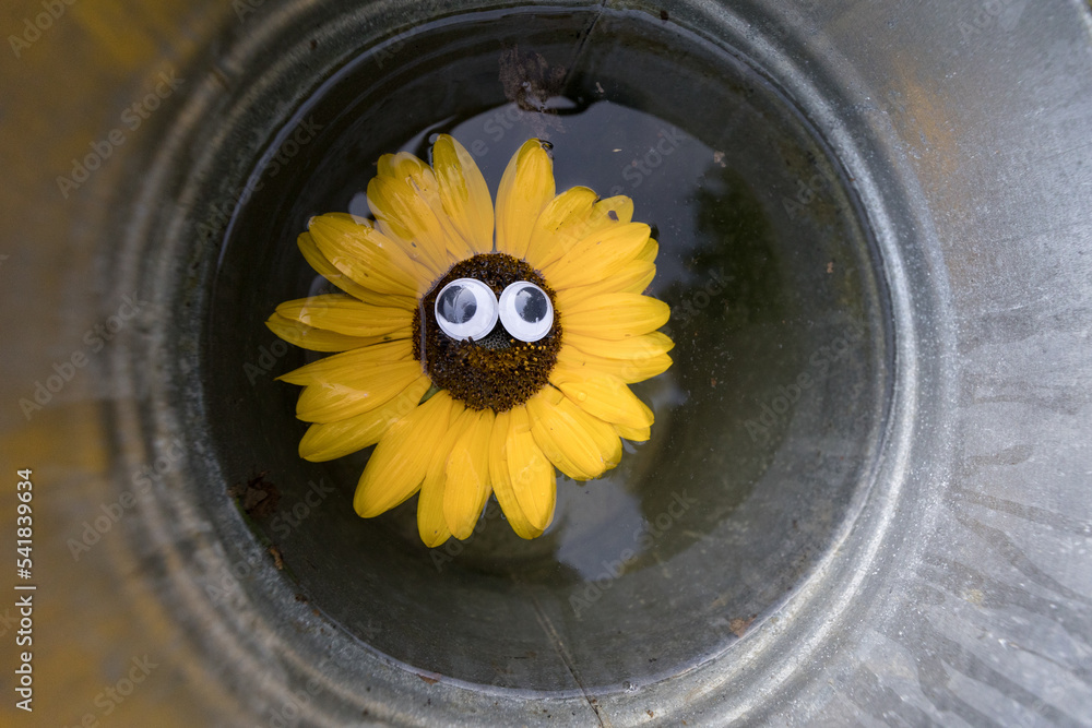 Sunflower in a bucket Stock Photo | Adobe Stock