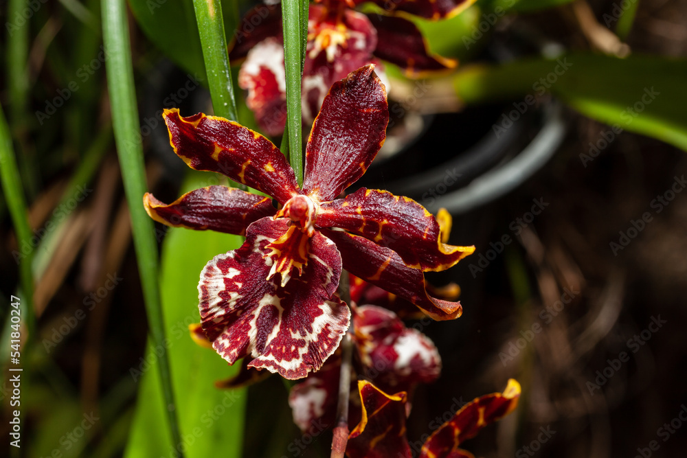 a beautiful dancing lady orchid Stock Photo | Adobe Stock