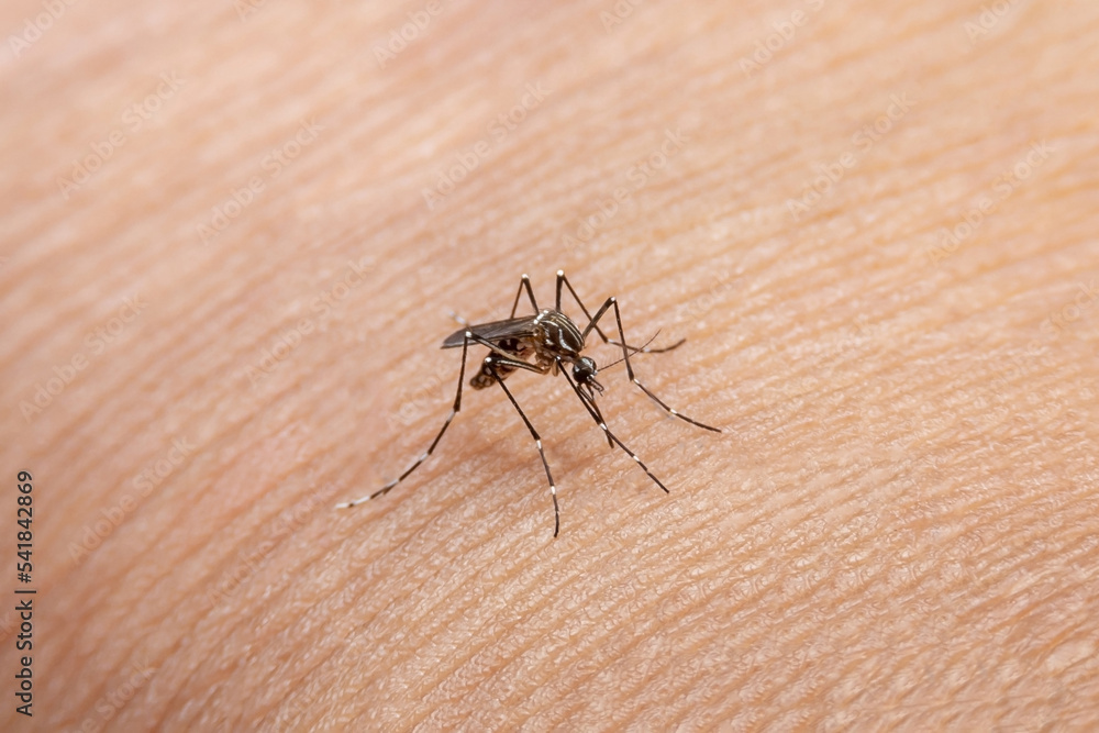 Striped mosquitoes are eating blood on human skin. Mosquitoes are ...