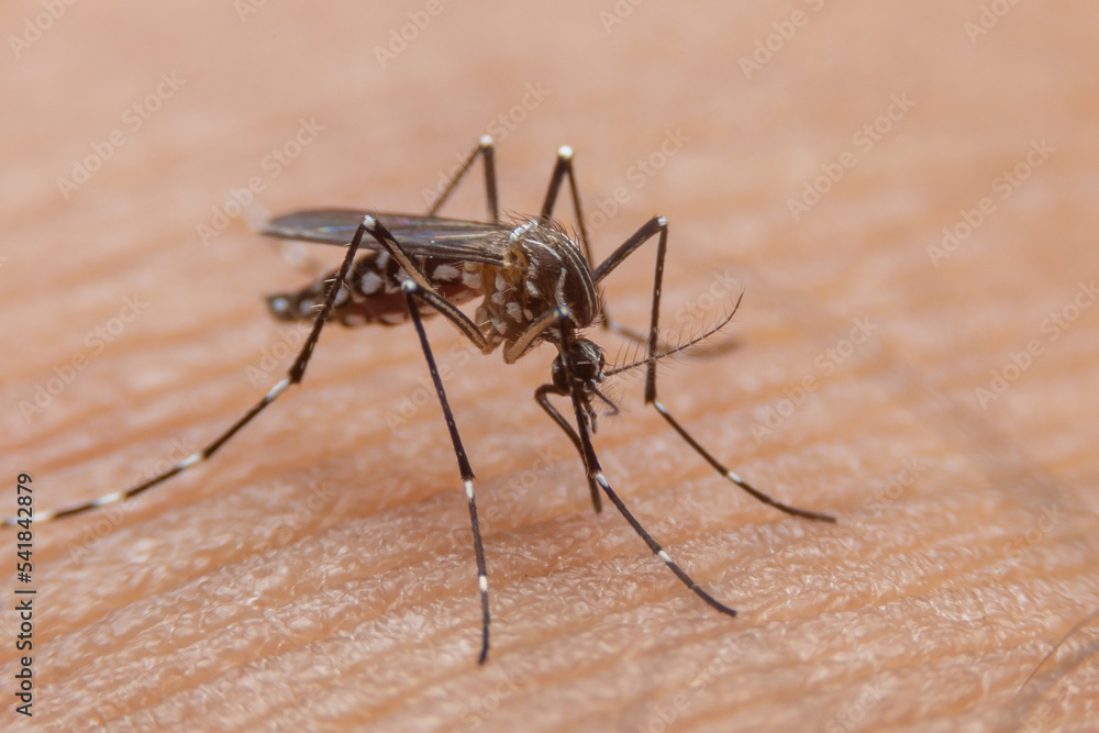 Striped mosquitoes are eating blood on human skin. Mosquitoes are ...