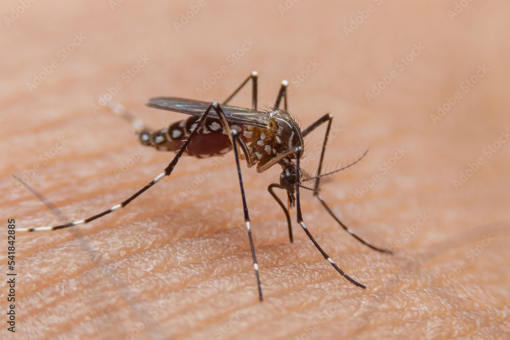 Striped mosquitoes are eating blood on human skin. Mosquitoes are carriers of dengue fever and ...
