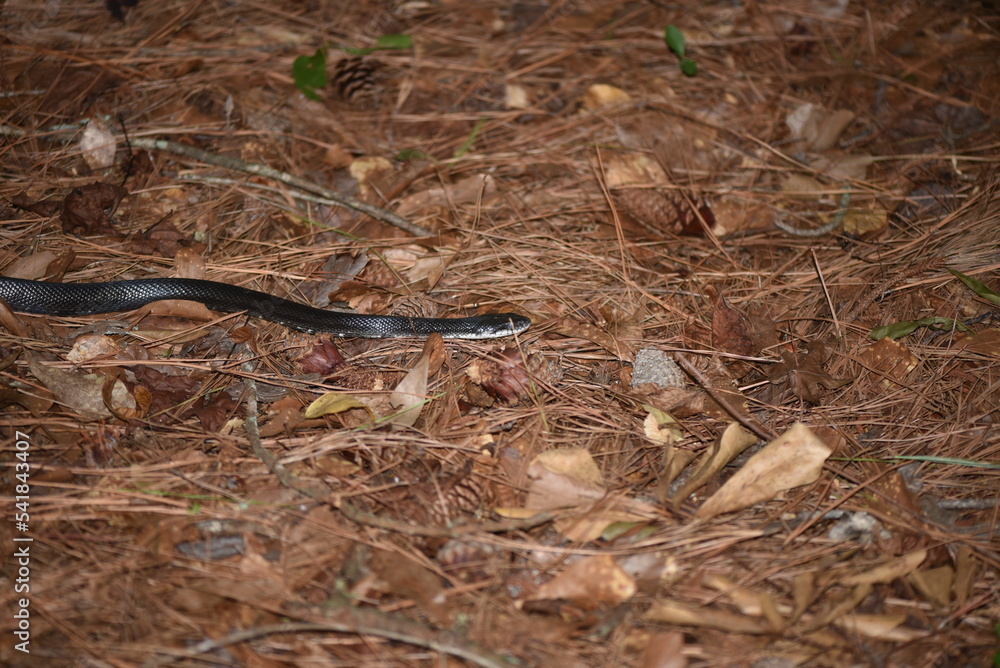 snake in the grass Stock Photo | Adobe Stock