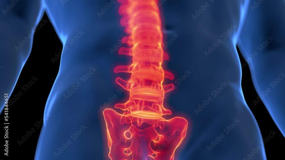 3d rendered medical animation of the human spine Stock Video | Adobe Stock