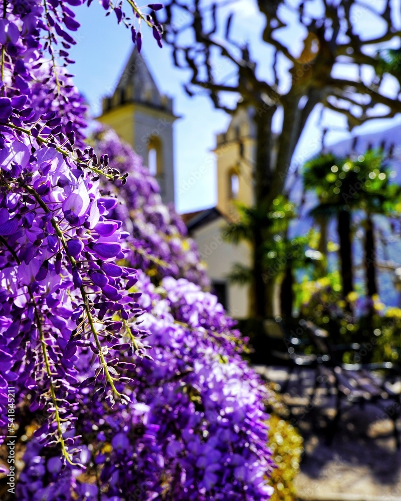 flower in the castle Stock-Foto | Adobe Stock