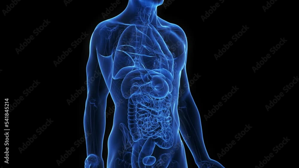 3d rendered medical animation of pancreas cancer Stock ビデオ | Adobe Stock