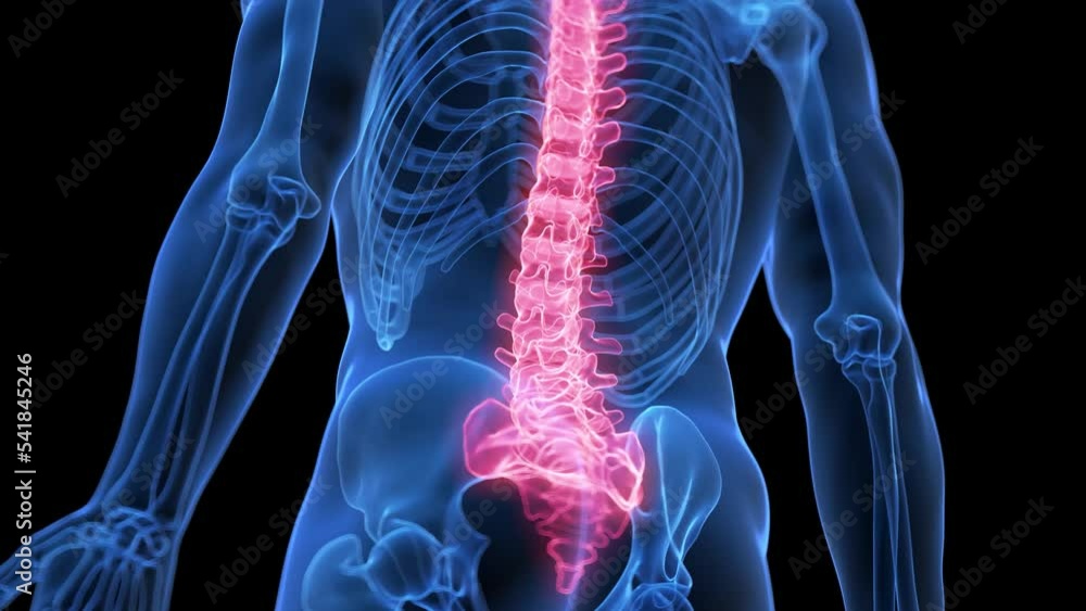 3d rendered medical animation of the human spine Stock Video | Adobe Stock