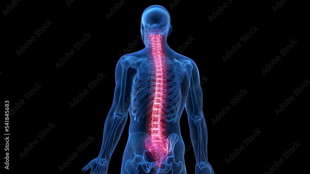 3d rendered medical animation of the human spine Stock Video | Adobe Stock
