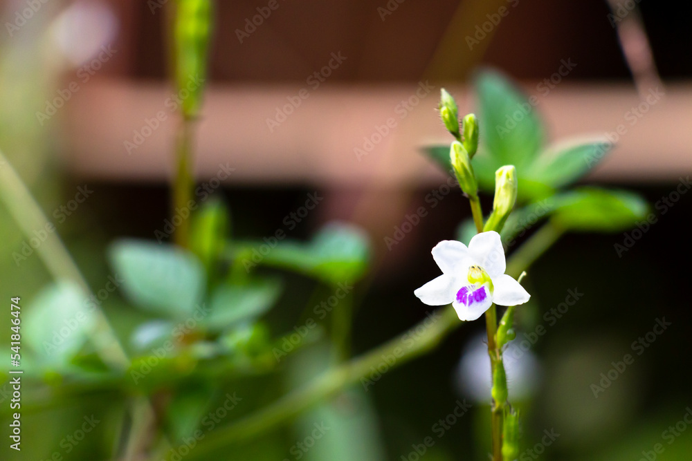 beautiful Yaya Chinese violet flower with blur background Stock Photo ...