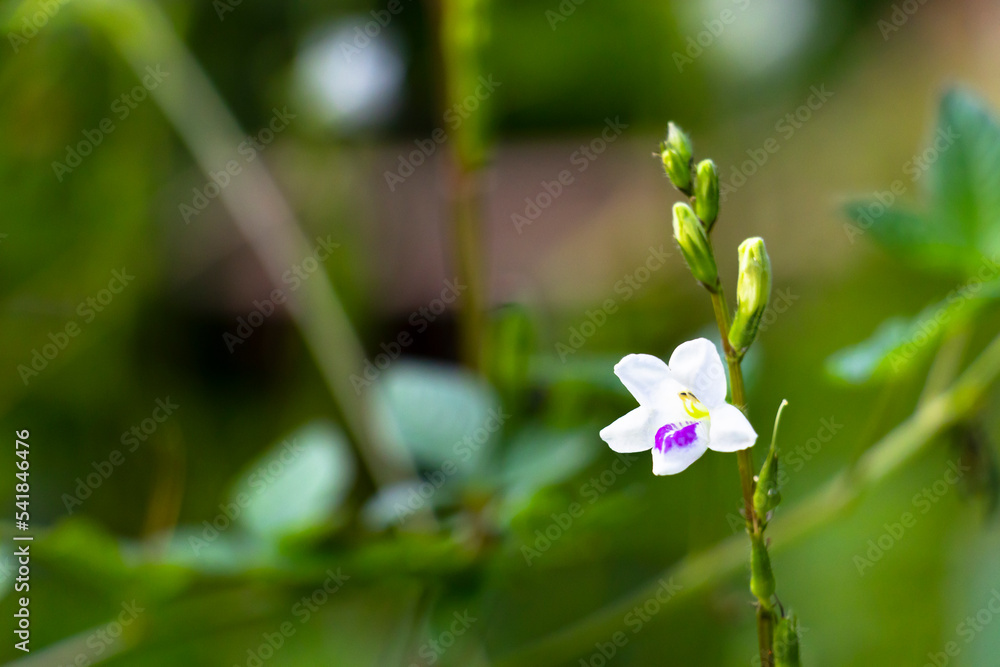 beautiful Yaya Chinese violet flower with blur background Stock-Foto ...